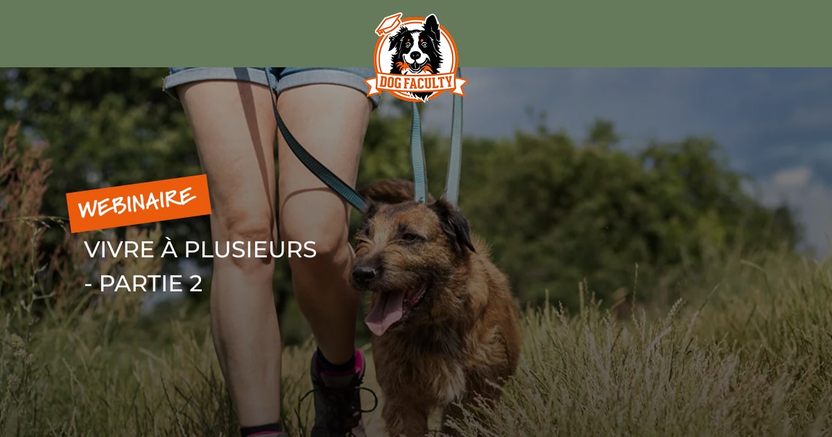 Vivre à plusieurs Partie 2 - Webinaire enregistré Dog Faculty
